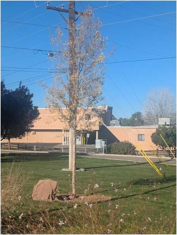 AMERICA 250- Liberty Tree Program